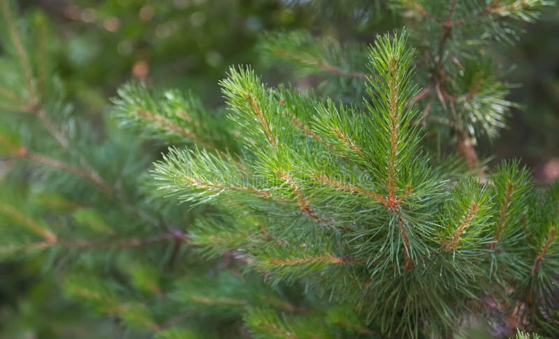 A Small Sprig of Green Spruce, in the Woods Stock Photo - Image of ...