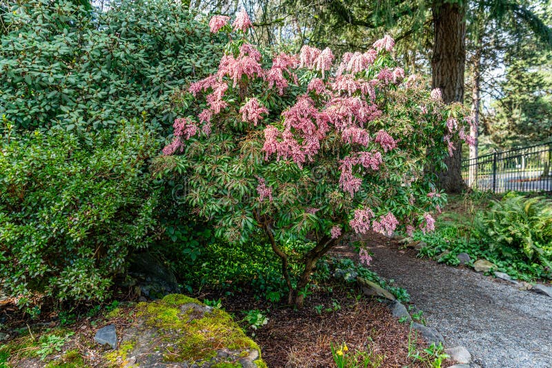 Small Spring Blossoms 2 stock image. Image of details - 310024309
