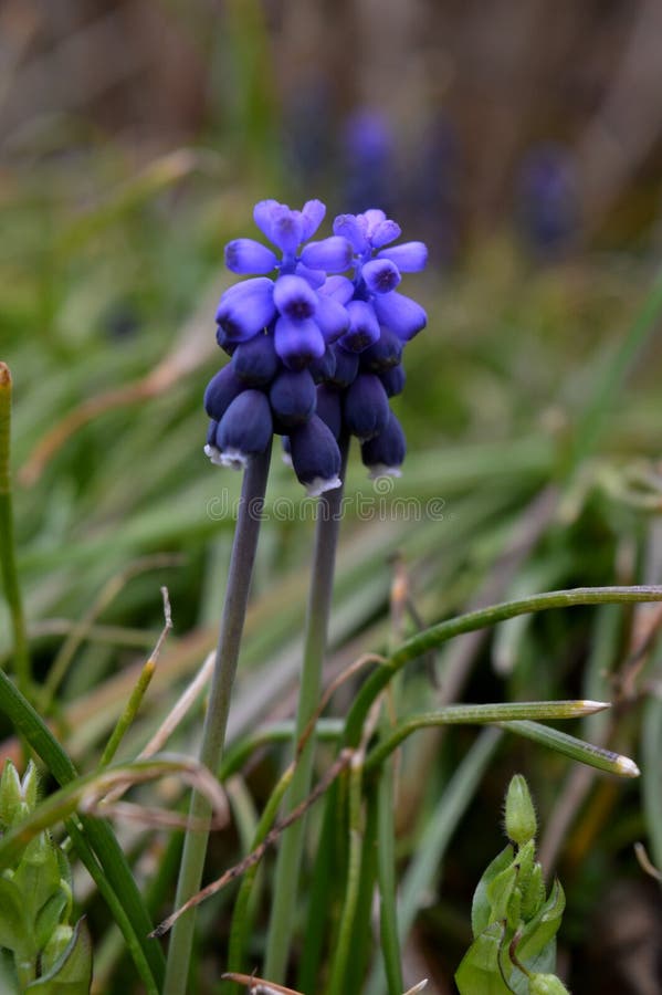 Small Spring Blue-purple Flowers Stock Photo - Image of blue, petal ...