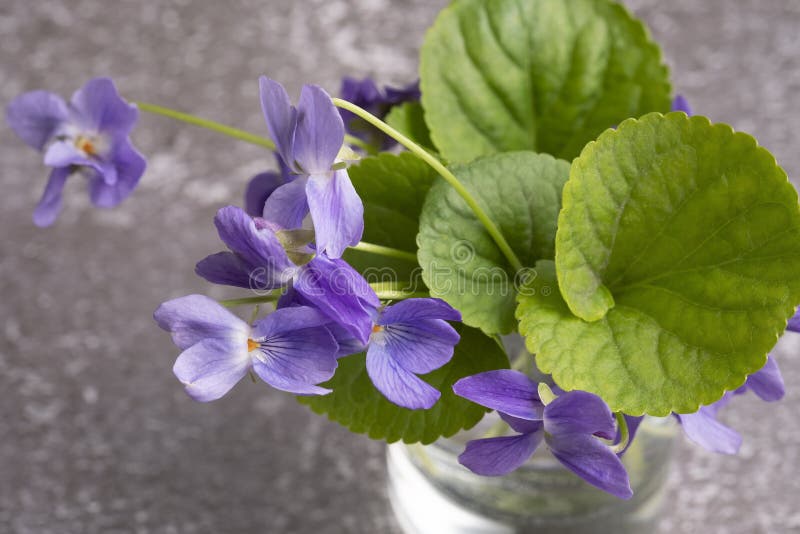Small Spring Bouquet, Violets Close-up. Soft Focus Stock Photo - Image ...