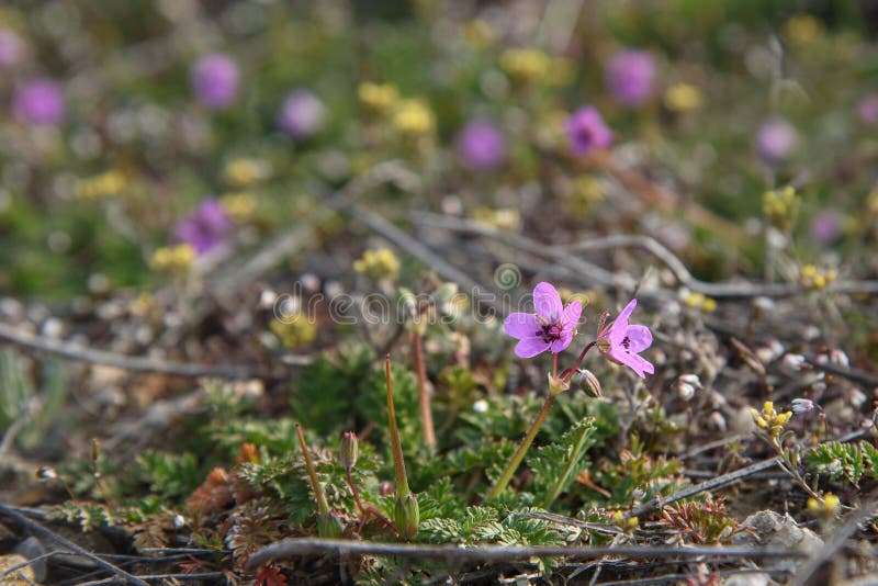 Small Spring Flower Erodium Cicutarium Stock Image - Image of green ...