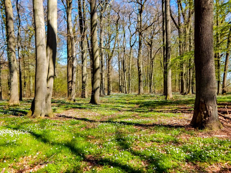 Small spring flowers stock photo. Image of nature, woodland - 246885182