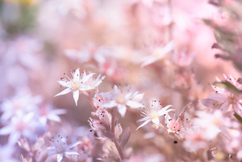 Small spring flowers stock image. Image of toned, macro - 28164411