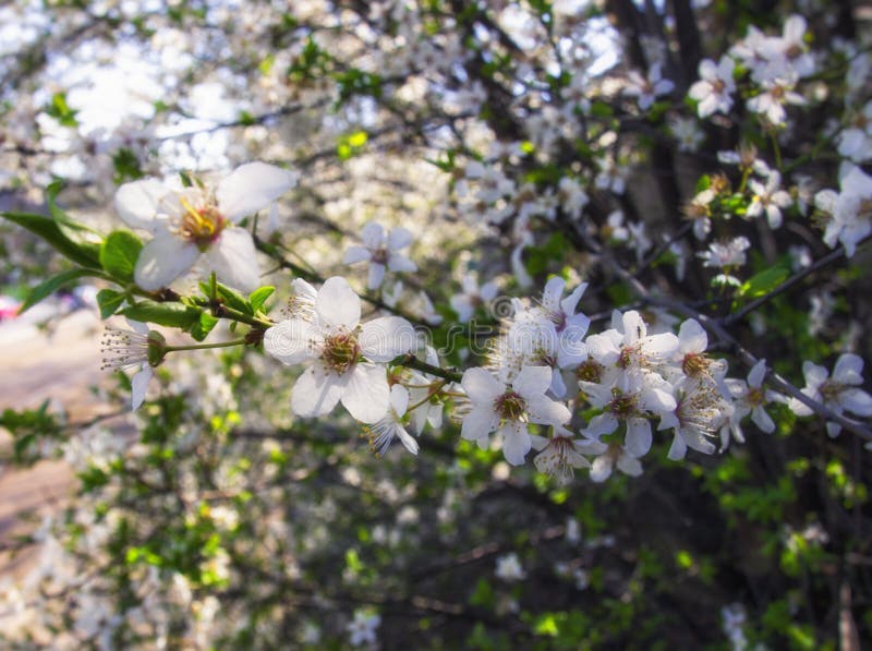 Small spring flowers stock photo. Image of white, gardening - 69208812