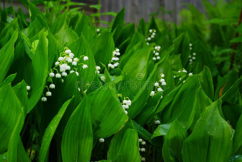 Small Spring Flowers in a Field Stock Photo - Image of botanical, color ...