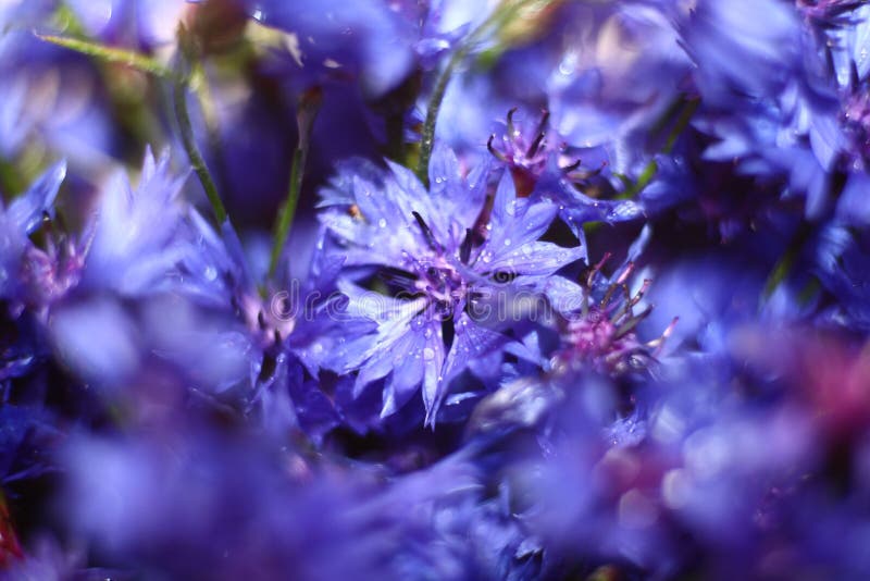 Small Spring Flowers in a Field Stock Photo - Image of fresh, beauty ...