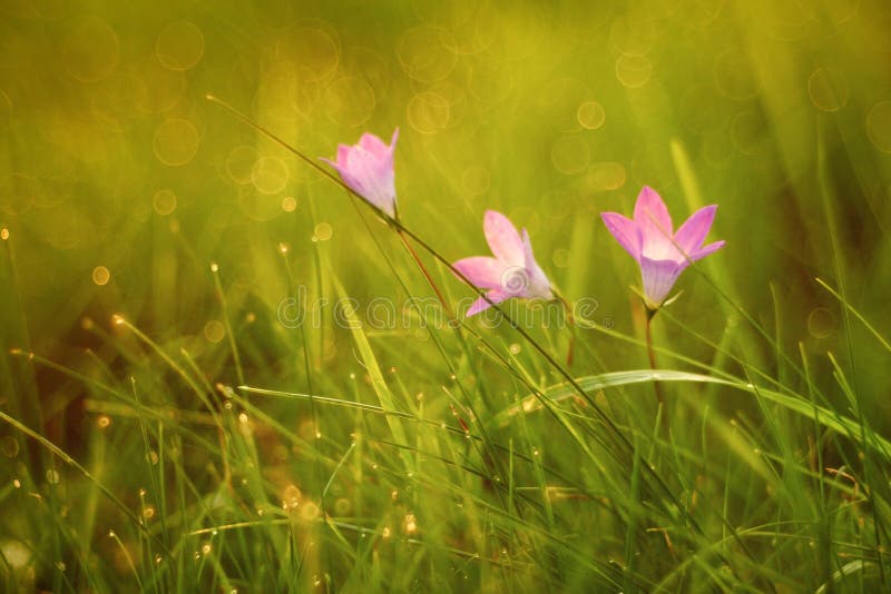 Small Spring Flowers in a Field Stock Image - Image of ecoregion, grass ...