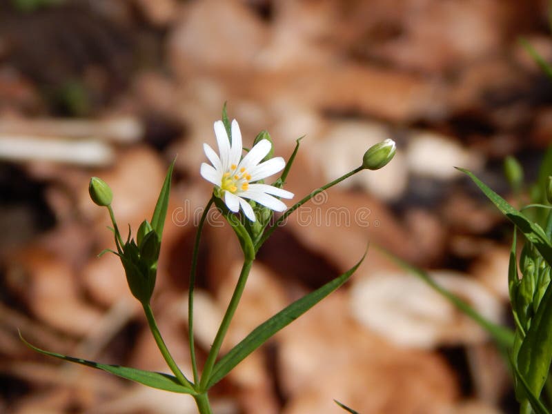 Small Spring Flowers in the Forest Stock Image - Image of spring ...