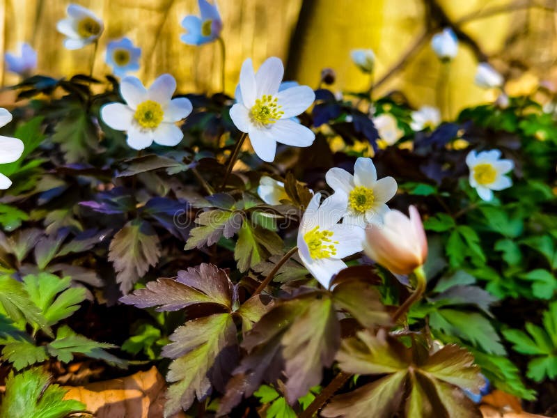 Small Spring Flowers in the Forest Stock Image - Image of autumn, shrub ...
