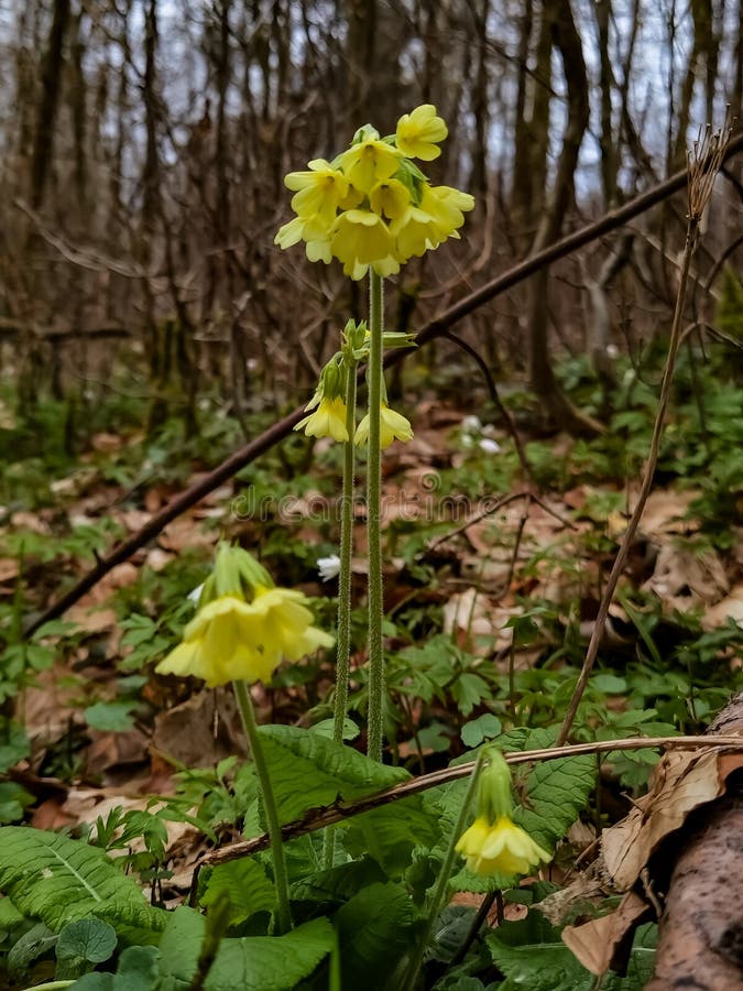 Small Spring Flowers in Northern Germany As a Sign of Spring Awakening ...