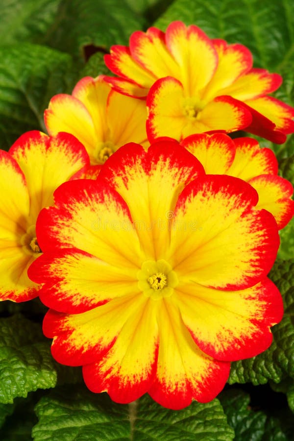 Small, Spring Flowers Primroses Stock Image - Image of leaf, spring ...