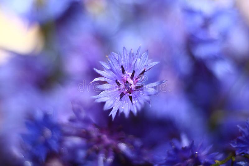 Small Purple Flowers Bouquet Stock Photo - Image of blossom, bright ...