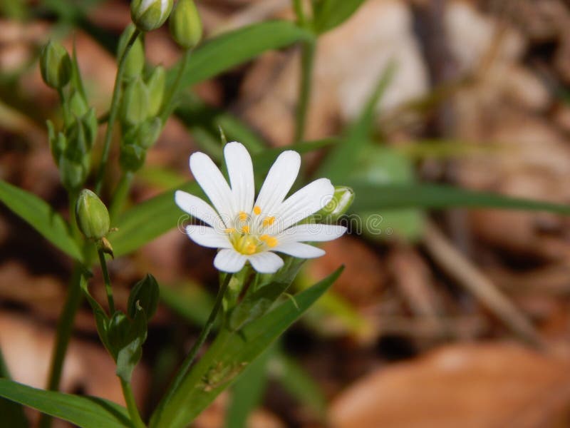 Small spring flowers stock image. Image of food, yellow - 246885187