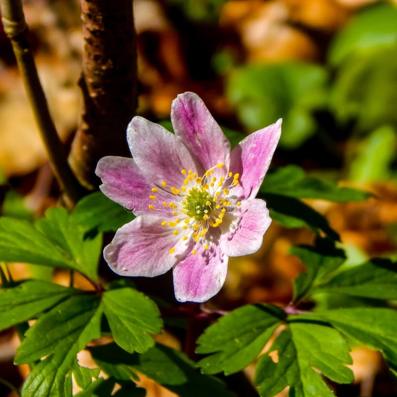 Small spring flowers stock image. Image of small, petal - 246885193