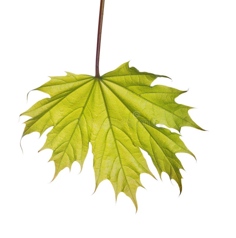 Small Spring Green Maple Tree Leaf Isolated on White Stock Image ...