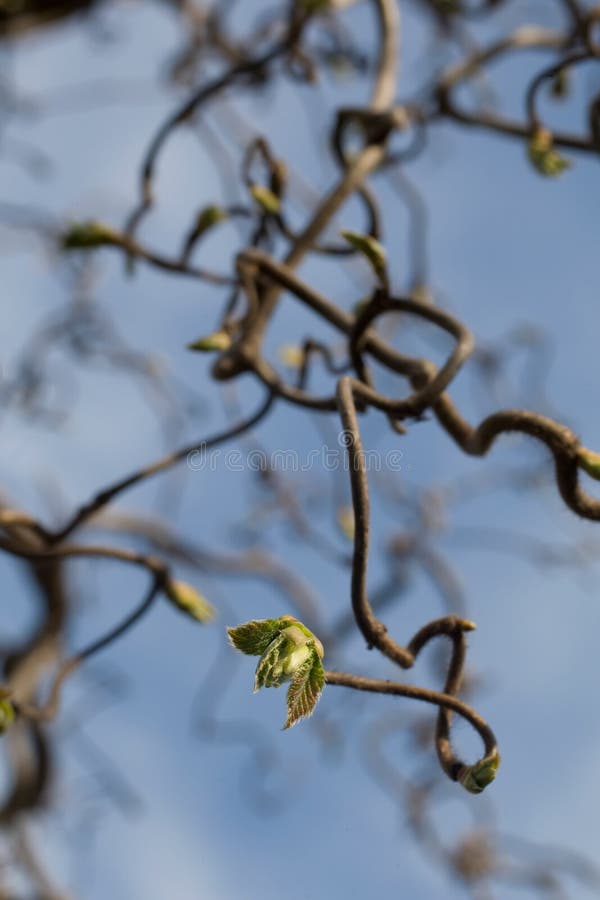 Small Spring Leaf On Twisted Branch Picture. Image: 9809210