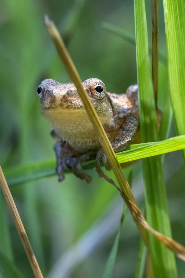 A Spring Peeper Slowly Makes Its Way through the Grass, Occasionally ...