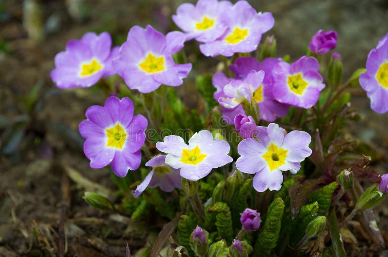 Small Spring Primrose Bloom Stock Photo - Image of color, gardening ...