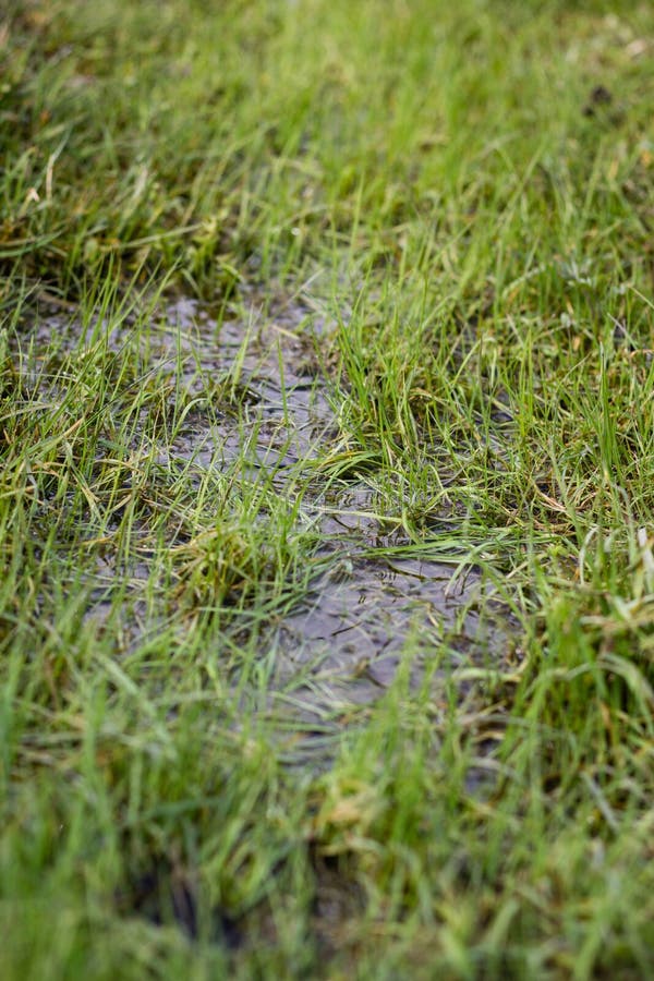 Small Spring Puddle in Green Grass Stock Image - Image of background ...