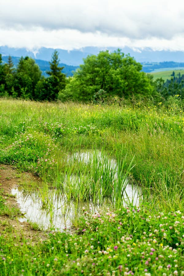 Small Spring Puddle in Green Grass Stock Photo - Image of lush, liquid ...