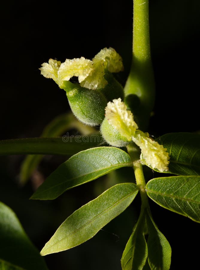 Spring walnut trees stock image. Image of landscape, petals - 22715557