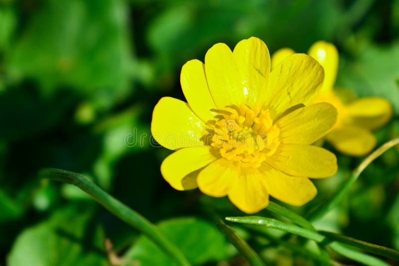 Small Spring Yellow Flowers, the Earliest Flowers Stock Photo - Image ...