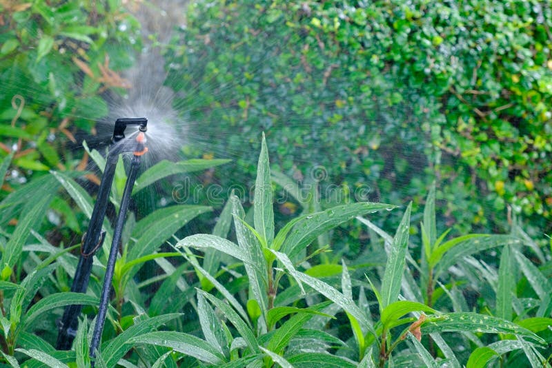 Small sprinkle head stock image. Image of growing, sprinkle - 92023337