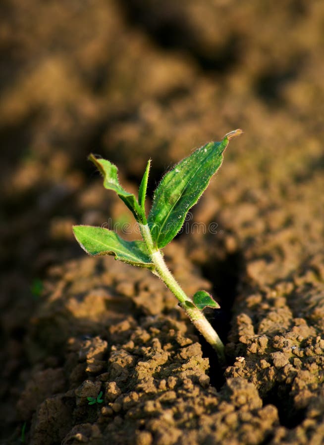 26,236 Small Sprout Leaves Stock Photos - Free & Royalty-Free Stock ...