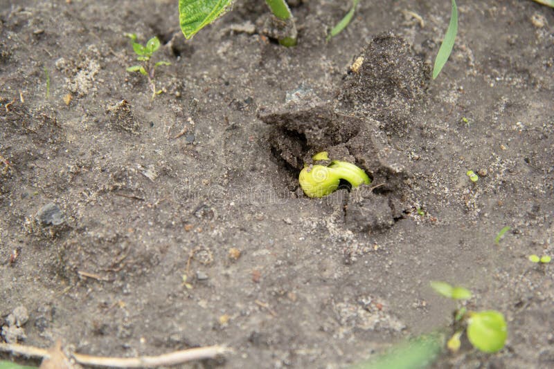 A Small Sprout of Beans Makes Its Way Out of the Ground in the Spring ...