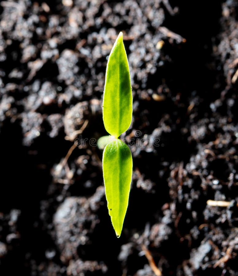 A Small Sprout of Bell Pepper Sprouts in the Ground. Stock Image ...
