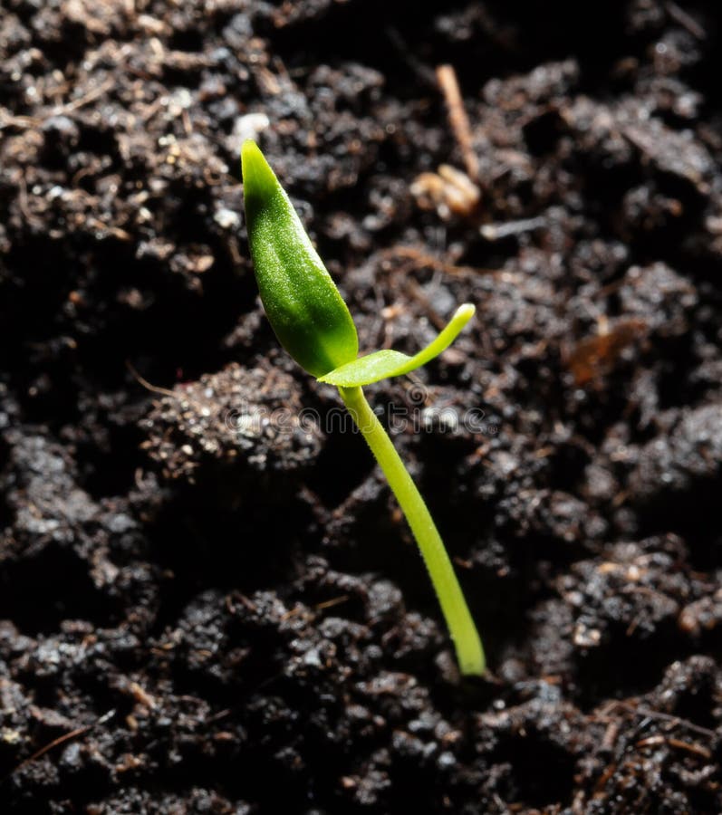 A Small Sprout of Bell Pepper Sprouts in the Ground. Stock Photo ...