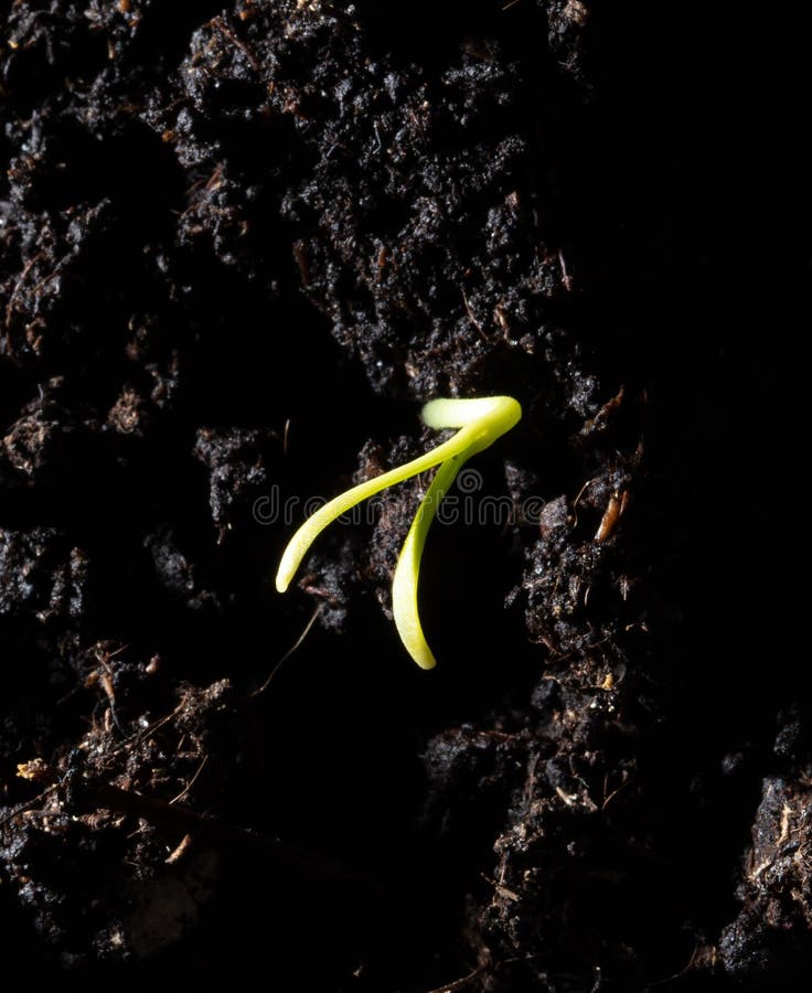 A Small Sprout of Bell Pepper Sprouts in the Ground. Stock Photo ...
