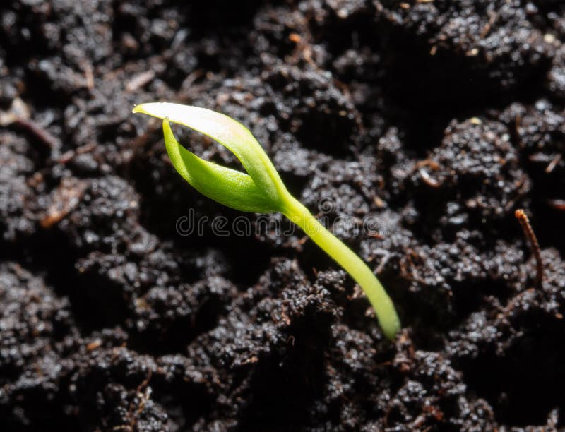 A Small Sprout of Bell Pepper Sprouts in the Ground. Stock Image ...