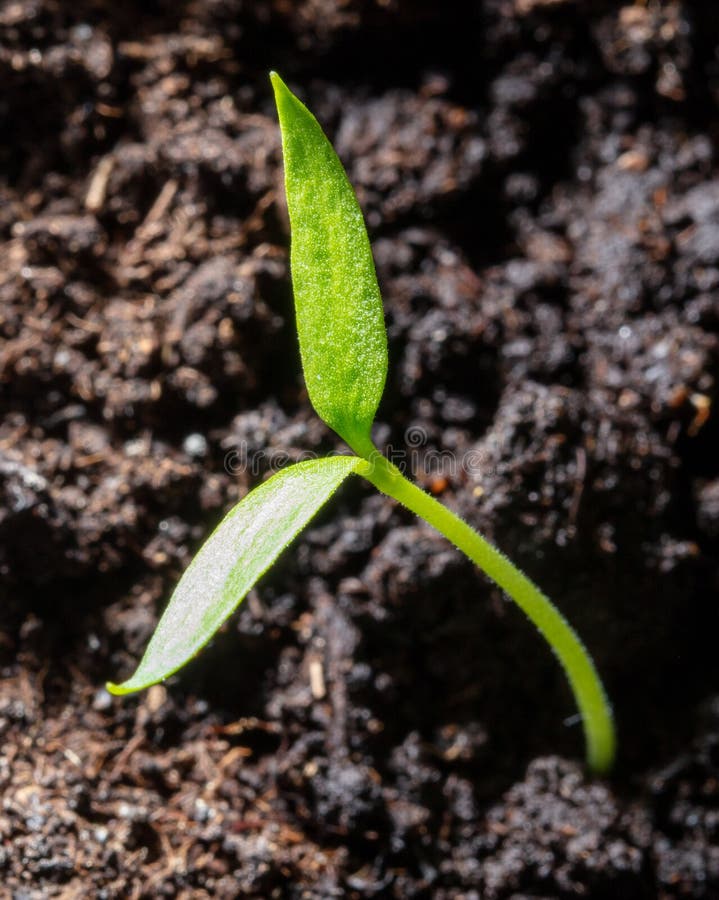 A Small Sprout of Bell Pepper Sprouts in the Ground. Stock Photo ...