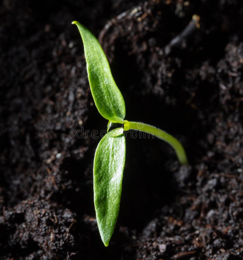 A Small Sprout of Bell Pepper Sprouts in the Ground. Stock Photo ...