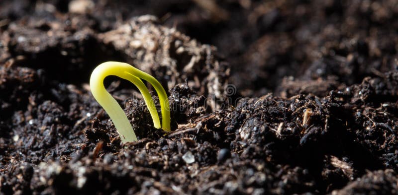 A Small Sprout of Bell Pepper Sprouts in the Ground. Stock Photo ...