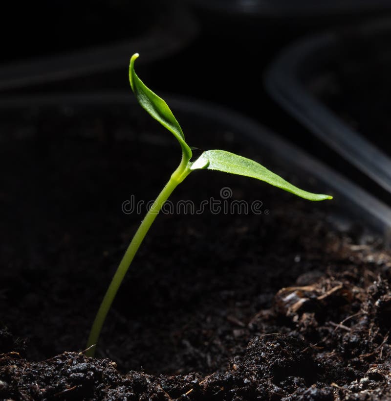 A Small Sprout of Bell Pepper Sprouts in the Ground. Stock Image ...