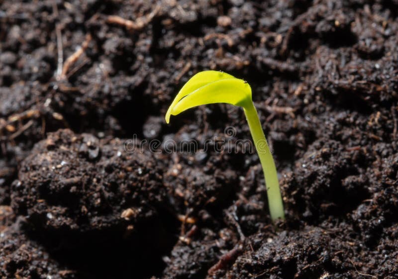 A Small Sprout of Bell Pepper Sprouts in the Ground. Stock Photo ...