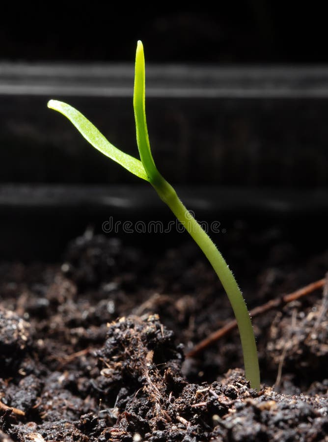 A Small Sprout of Bell Pepper Sprouts in the Ground. Stock Image ...