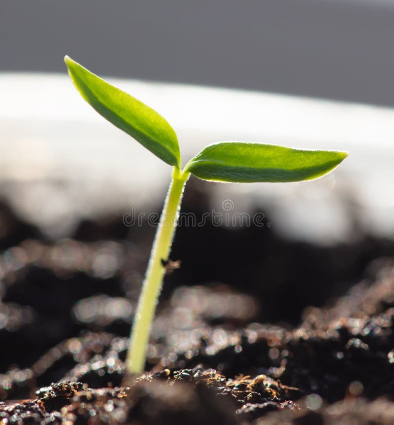 A Small Sprout of Bell Pepper Sprouts in the Ground. Stock Image ...