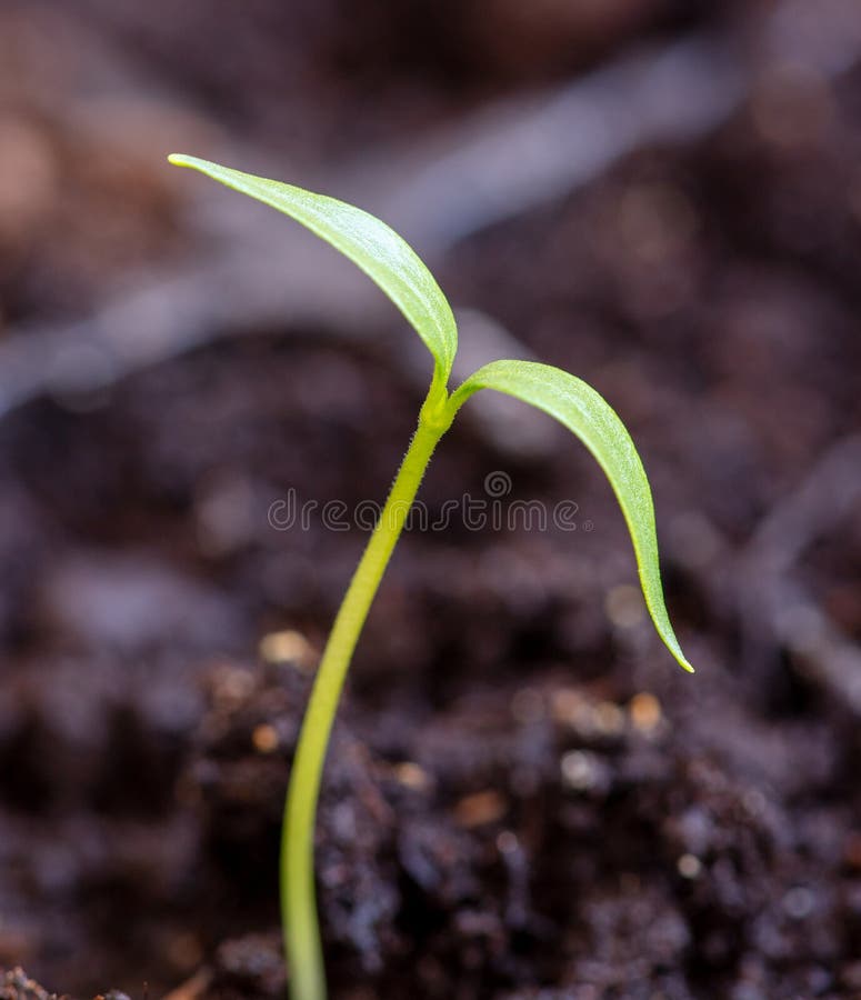 A Small Sprout of Bell Pepper Sprouts in the Ground. Stock Image ...