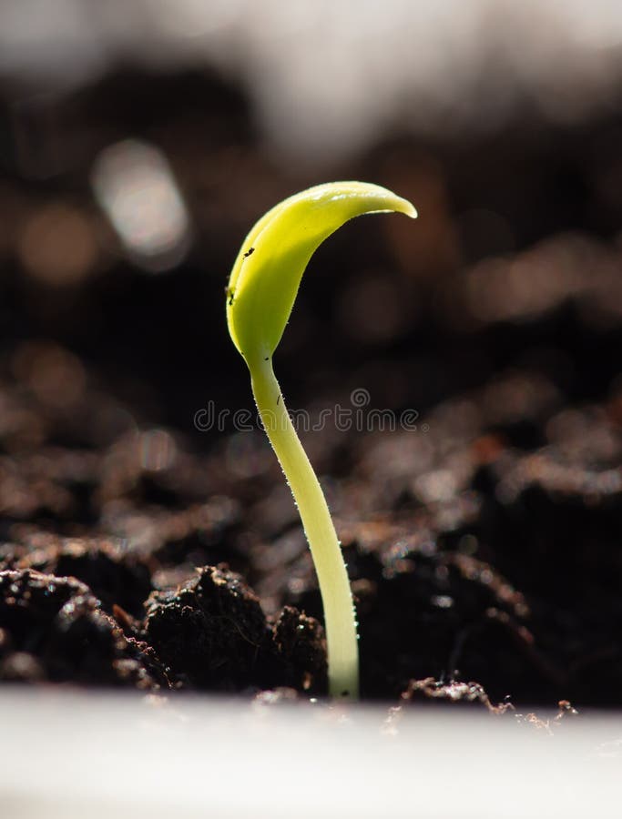 A Small Sprout of Bell Pepper Sprouts in the Ground. Stock Photo ...
