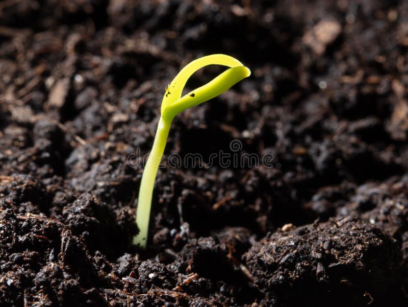 A Small Sprout of Bell Pepper Sprouts in the Ground. Stock Photo ...