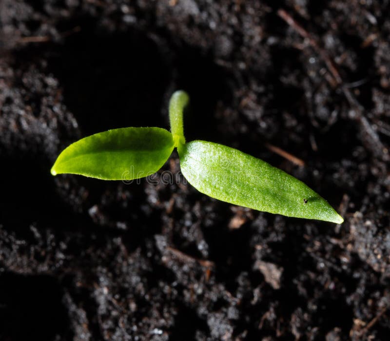 A Small Sprout of Bell Pepper Sprouts in the Ground. Stock Image ...