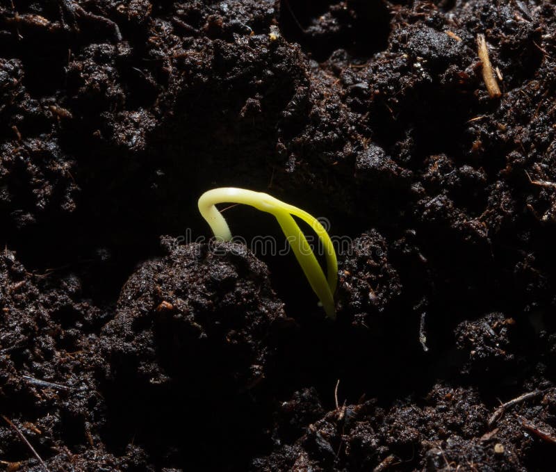 A Small Sprout of Bell Pepper Sprouts in the Ground. Stock Image ...