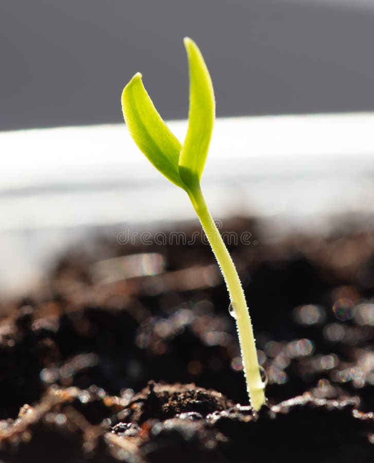 A Small Sprout of Bell Pepper Sprouts in the Ground. Stock Photo ...