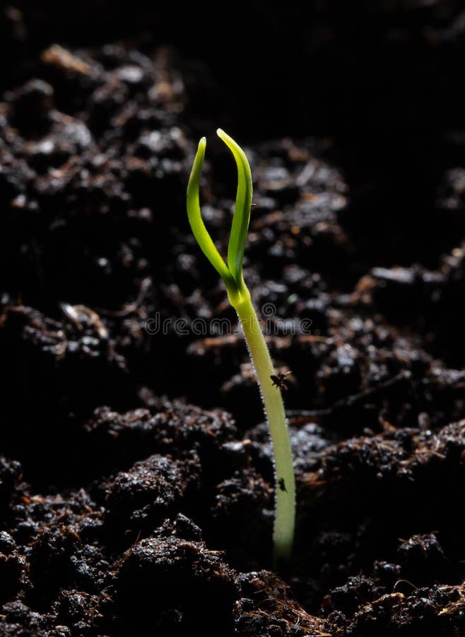 A Small Sprout of Bell Pepper Sprouts in the Ground. Stock Photo ...