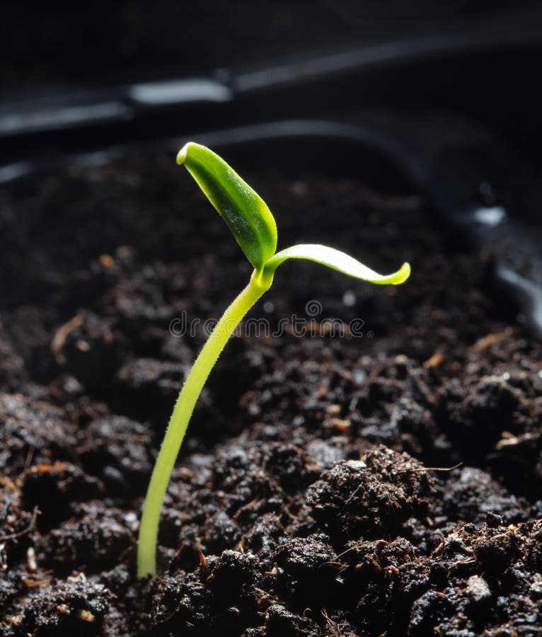A Small Sprout of Bell Pepper Sprouts in the Ground. Stock Photo ...