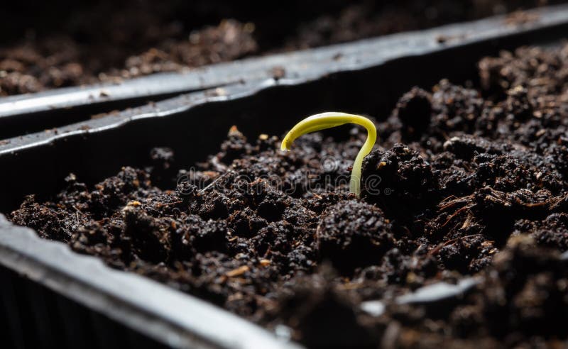 A Small Sprout of Bell Pepper Sprouts in the Ground. Stock Photo ...
