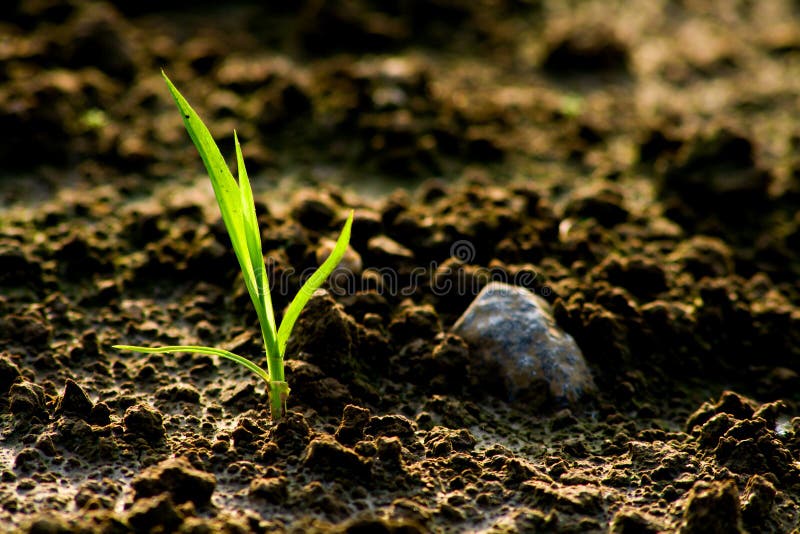 Small sprout in dry soil stock image. Image of close, season - 2850019